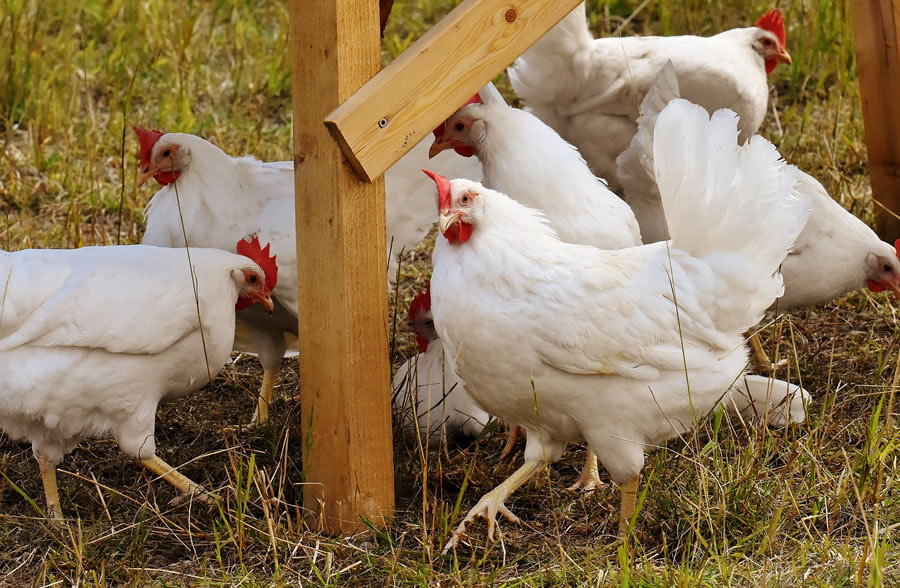 Avicultor/Avicultora | No se que estudiar